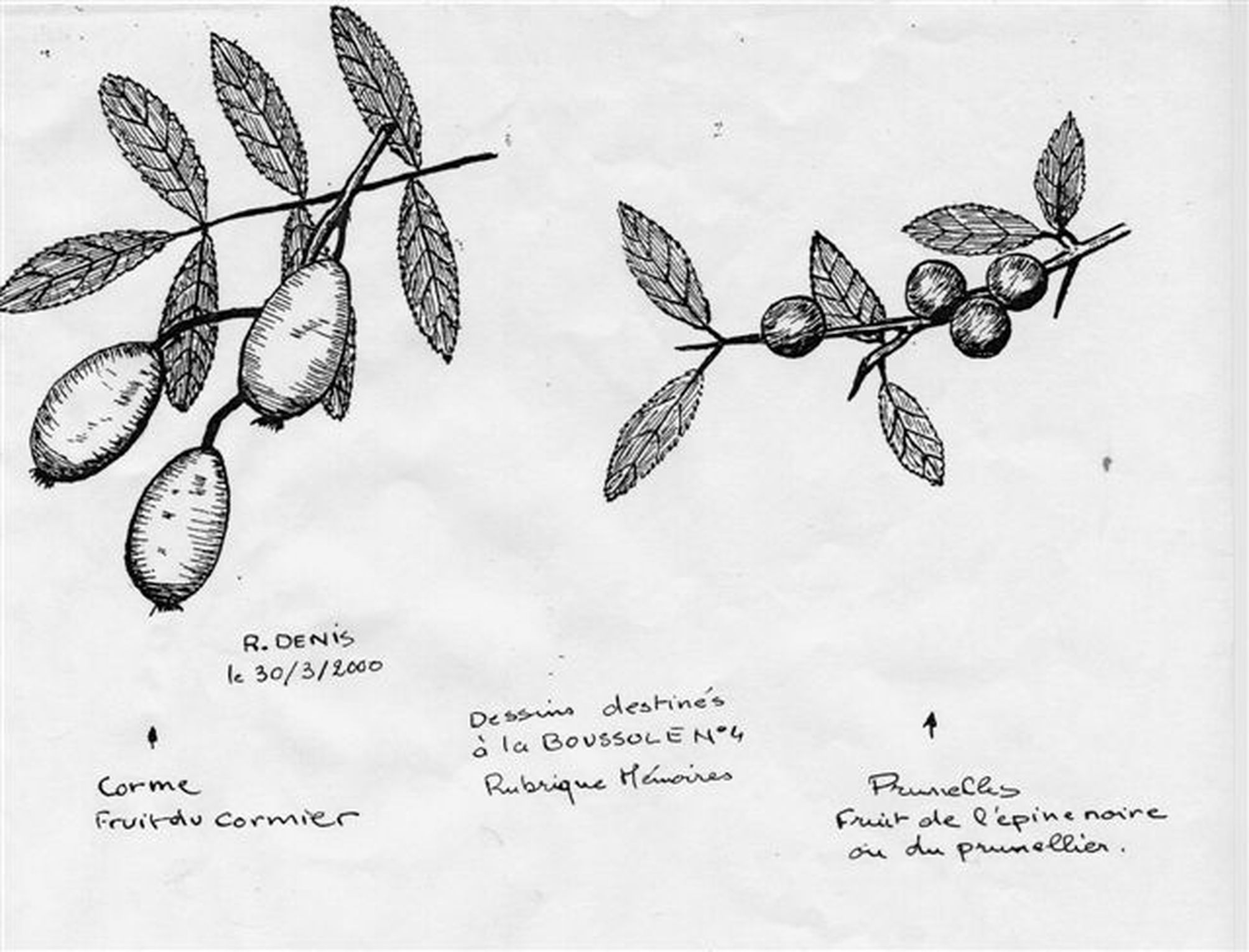 Ecole Jean Mermoz - a. Le cormier
