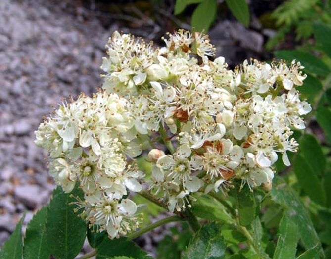 Ecole Jean Mermoz - a. Le cormier